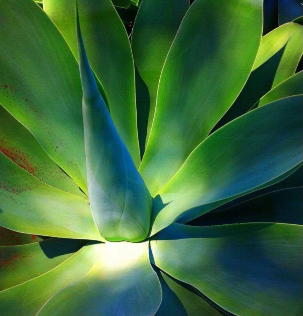 Sustainable Land Development Austin Texas, Los Angeles & Ojochal Costa Rica